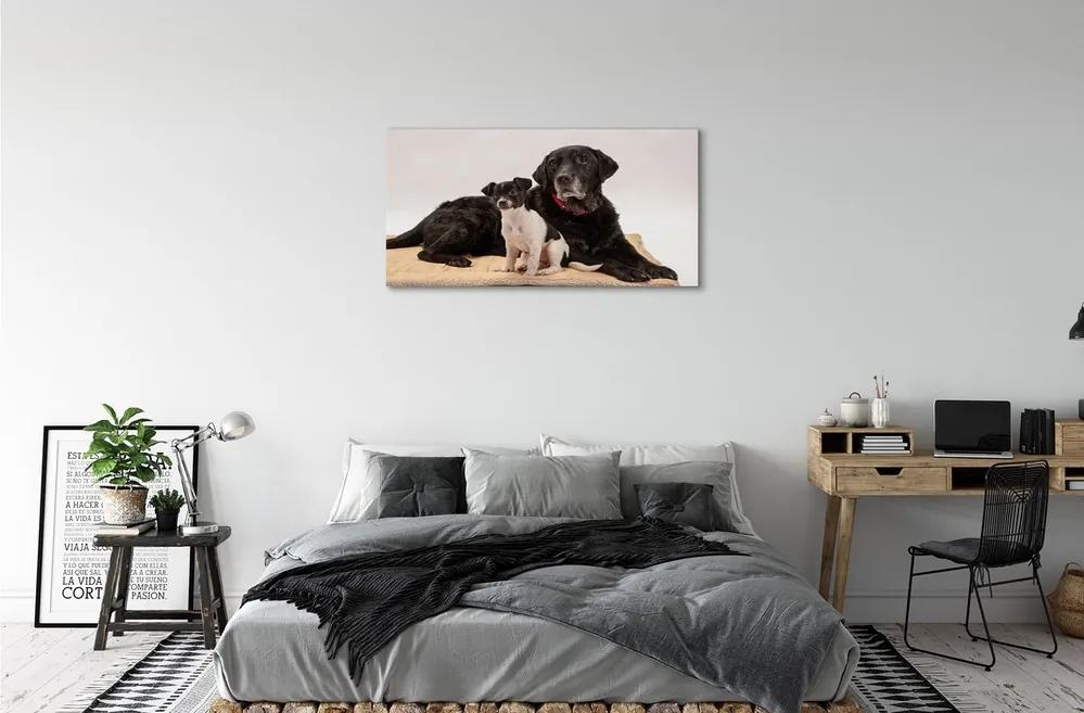 Obrazy na plátně ležící psi 100x50 cm