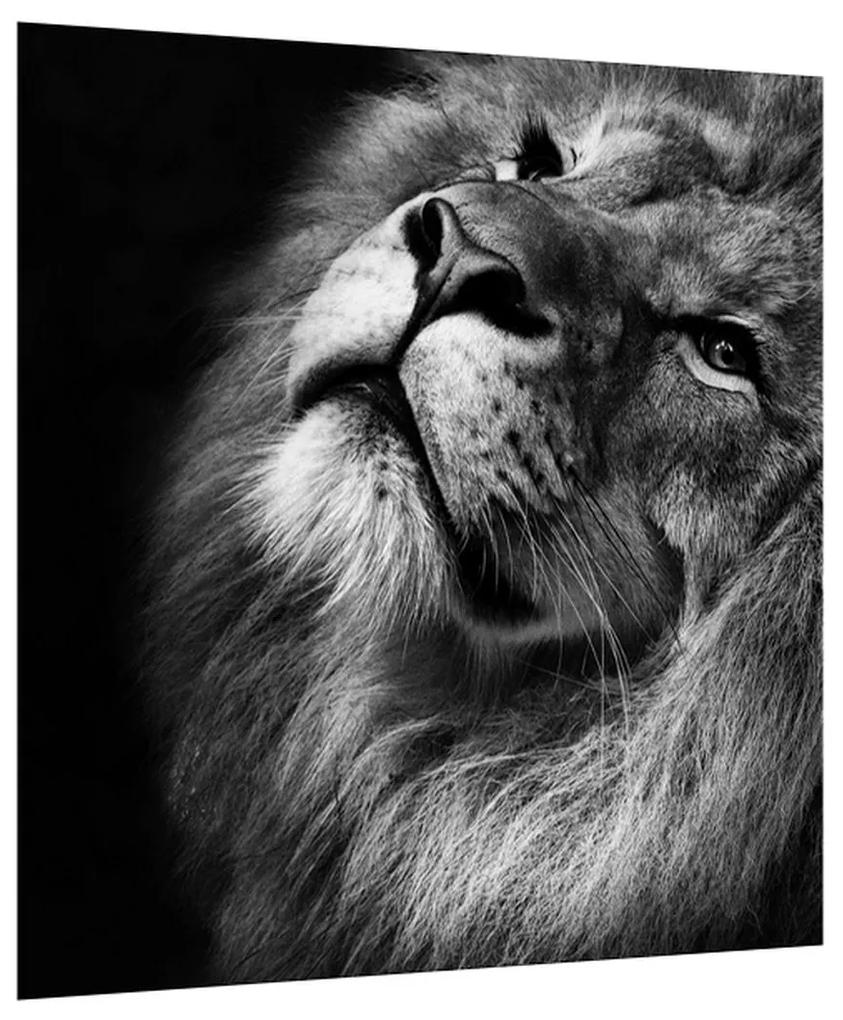 Černobílý obraz lva (40x40 cm)