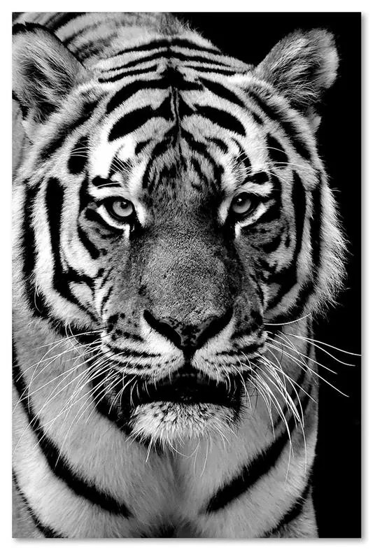 Gario Obraz na plátně Černobílý tygr Rozměry: 40 x 60 cm