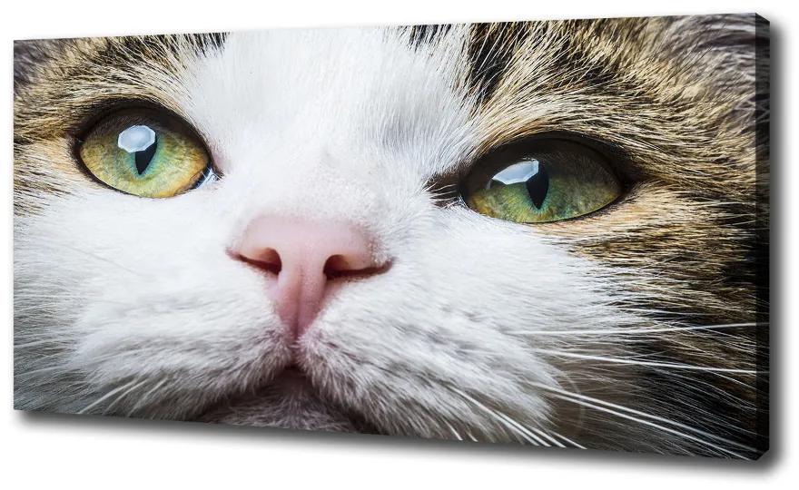 Wallmuralia Foto obraz na plátně Zelené kočičí oči 100x50