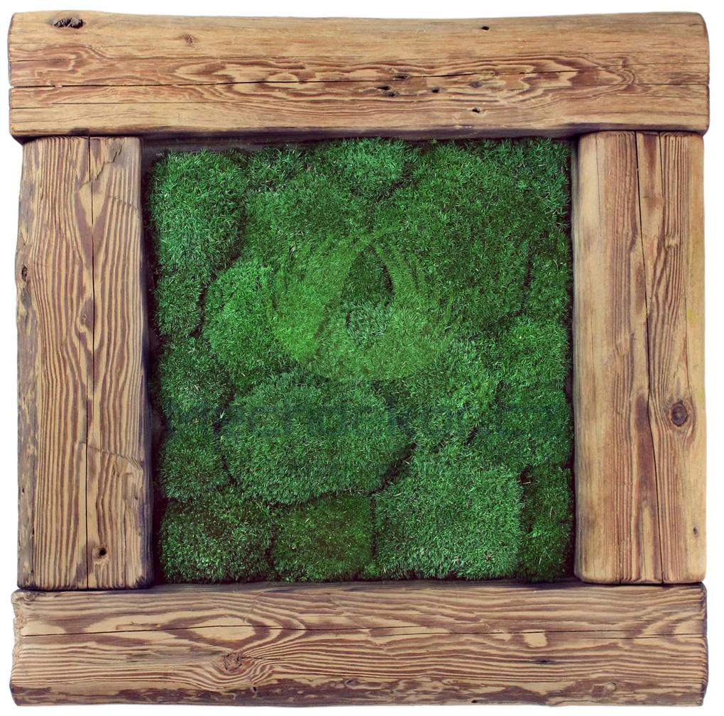Mechdekor Obraz z masivu 56x56cm (staré dřevo) – Kopečkový mech světlé zelený