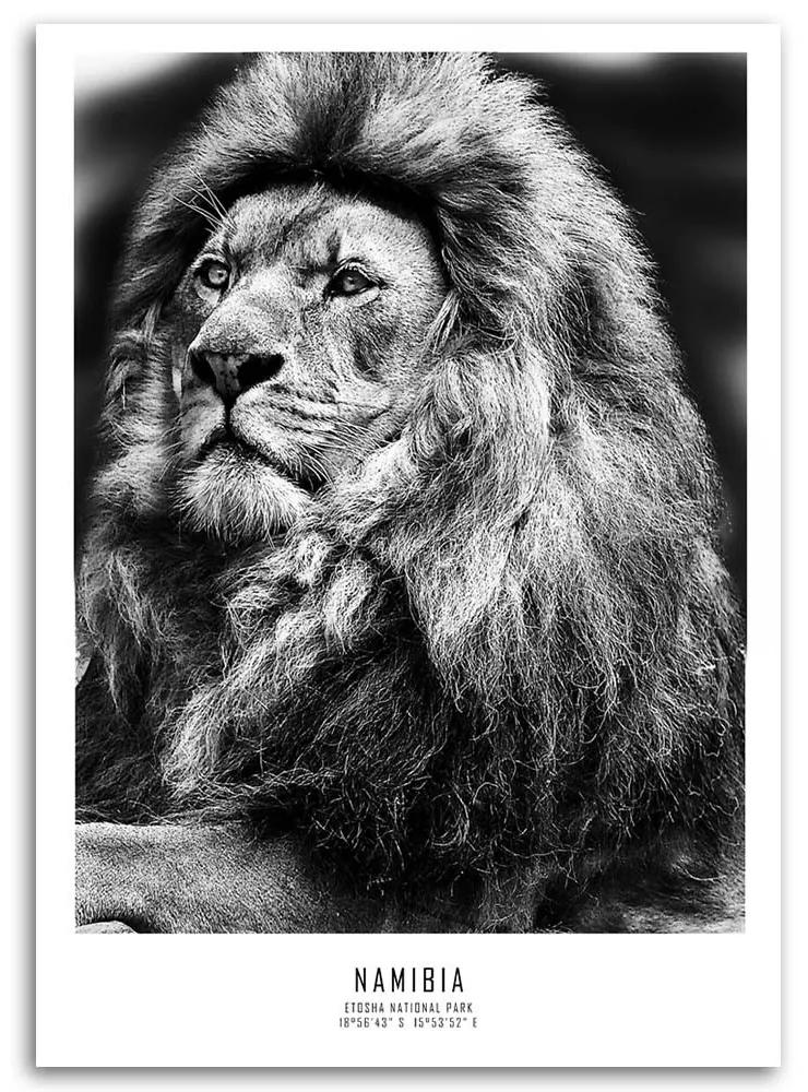 Obraz na plátně, Afrika Lvi Zvířata - 80x120 cm