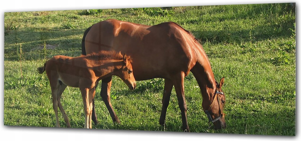 Skleněný obraz 100x40 tvrzená grafika koně