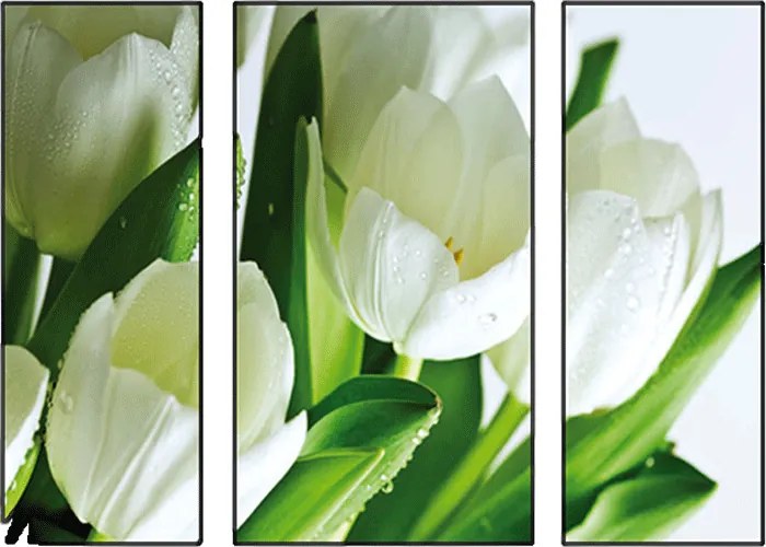 Obraz třídílný 70 x 50 cm bílé tulipány