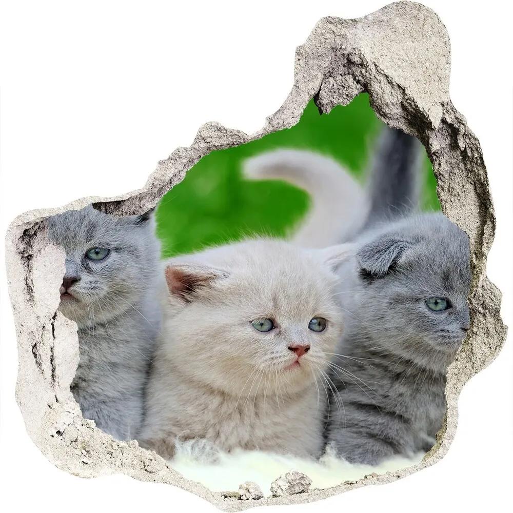 Wallmuralia Díra 3D fototapeta nálepka Tři kočky na dece 75x75 cm