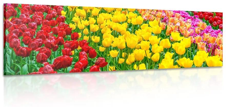 Obraz zahrada plná tulipánů Varianta: 120x40