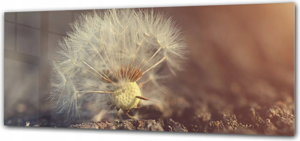 sklo grafika, malba na sklo, pampeliška 100x40