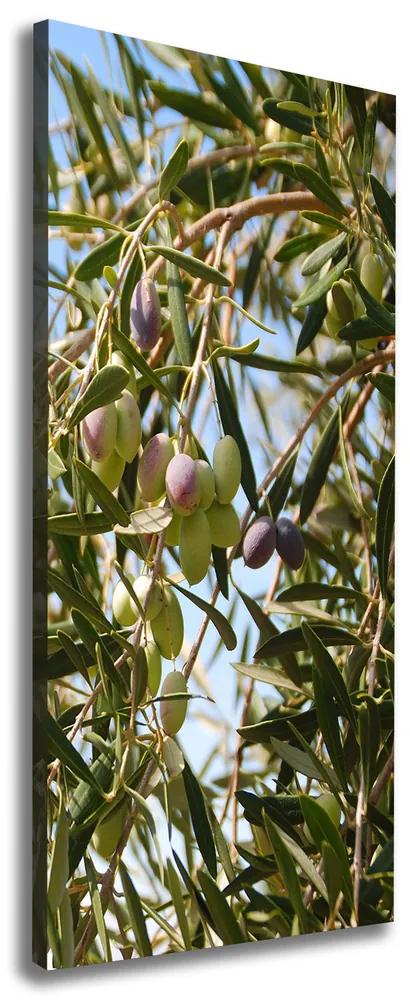 Wallmuralia Foto obraz na plátně Olivy na stromě 50x125 cm