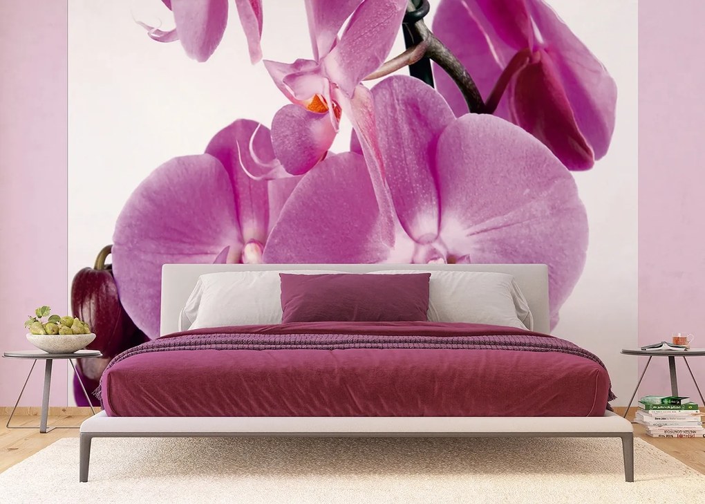 Fototapeta na zed' Jemné Orchideje | 360 x 254 cm | DFTS0049