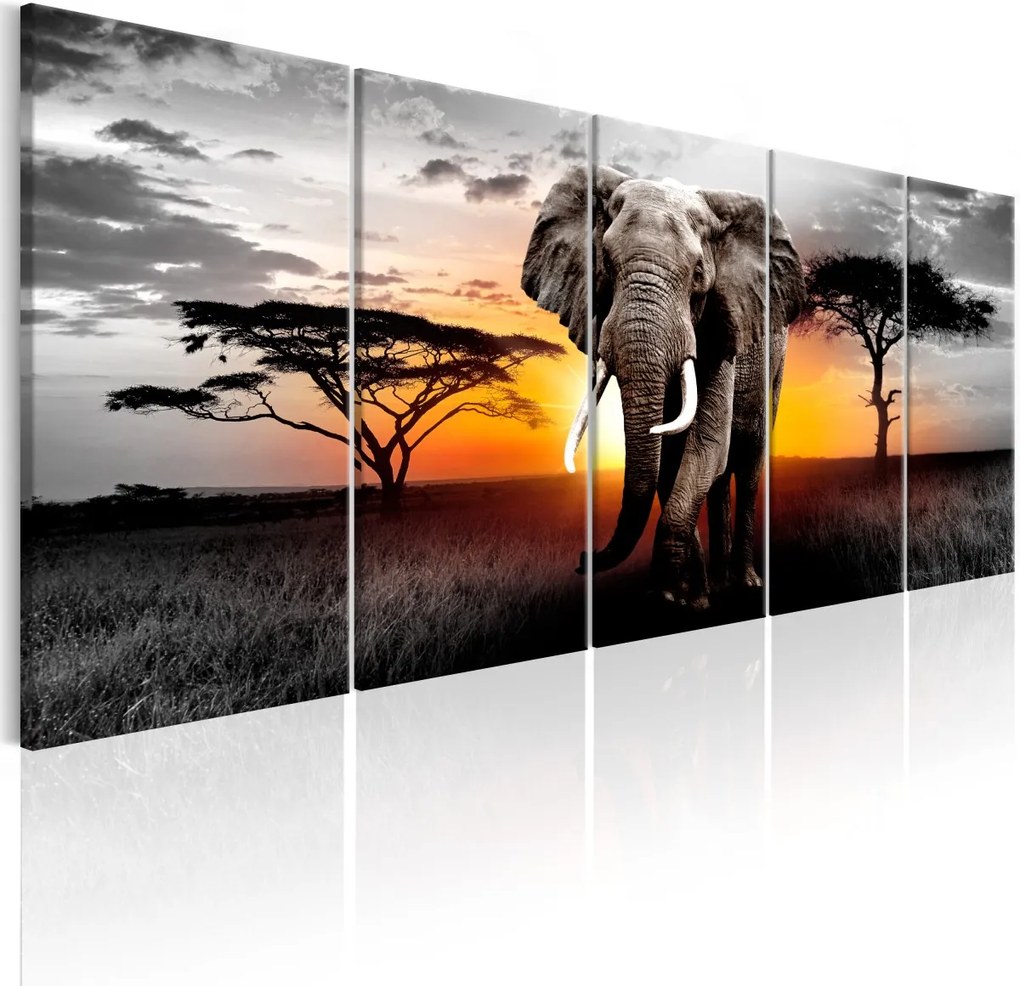 Obraz slon v západu slunce + háčky a hřebíčky ZDARMA Velikost (šířka x výška): 150x60 cm