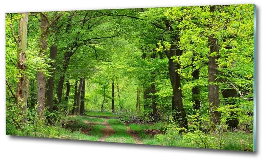 Wallmuralia Foto obraz skleněný horizontální Jarní les 100x50