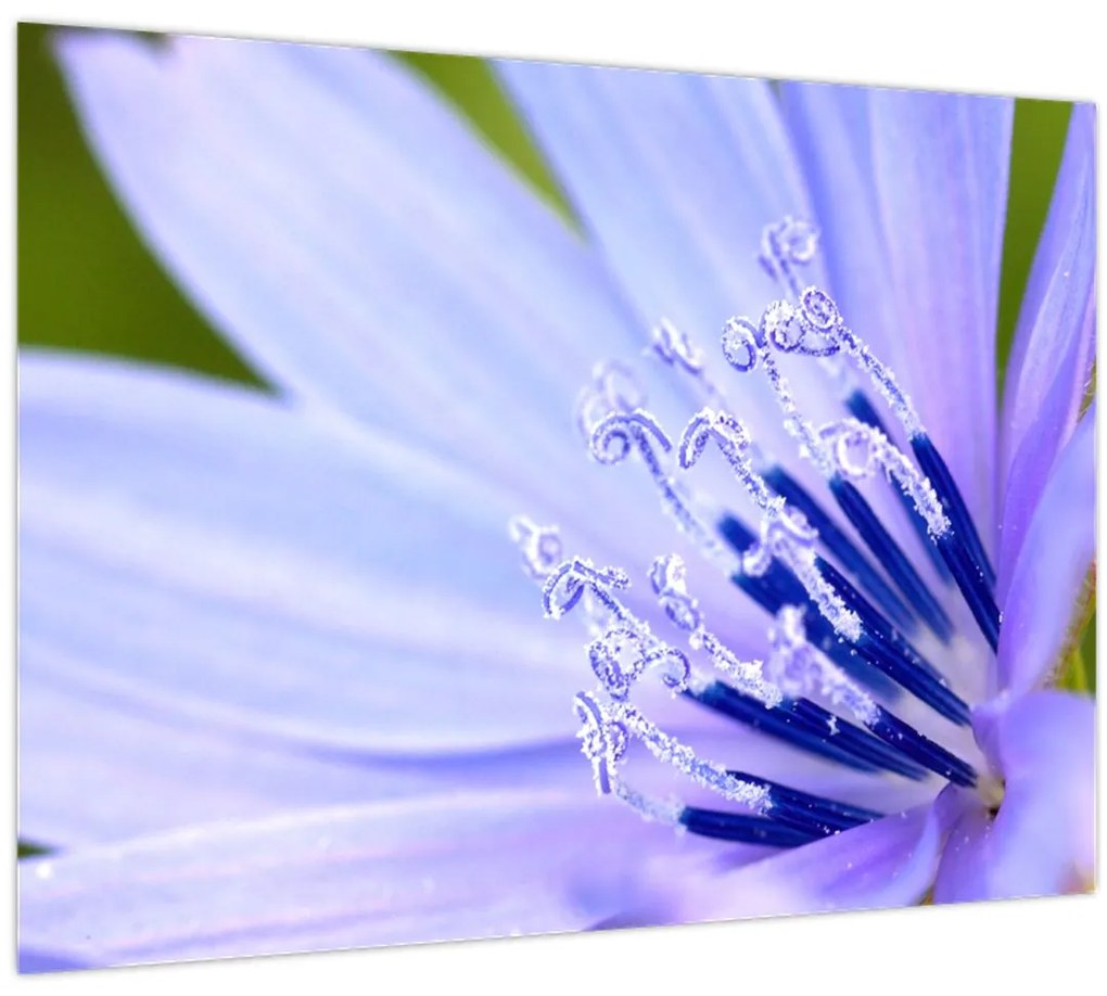 Obraz - květ (70x50 cm)