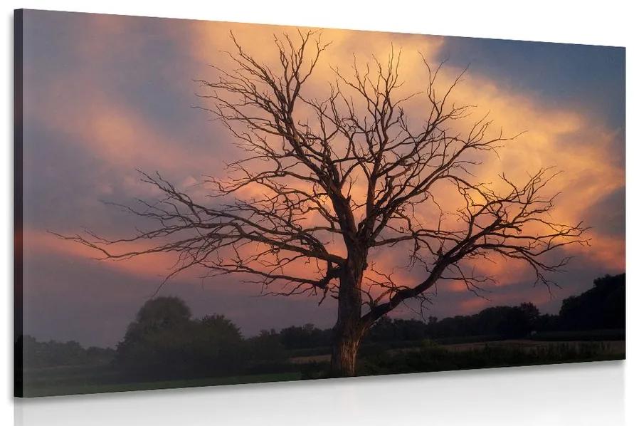 Obraz nádherný strom na louce Varianta: 90x60