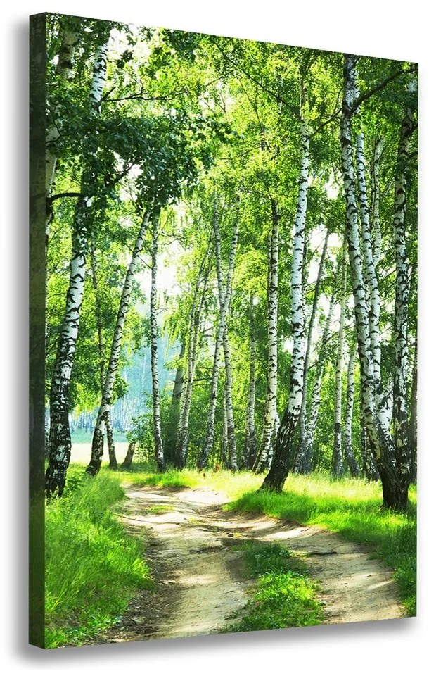 Wallmuralia Foto obraz canvas Břízový les 70x100 cm