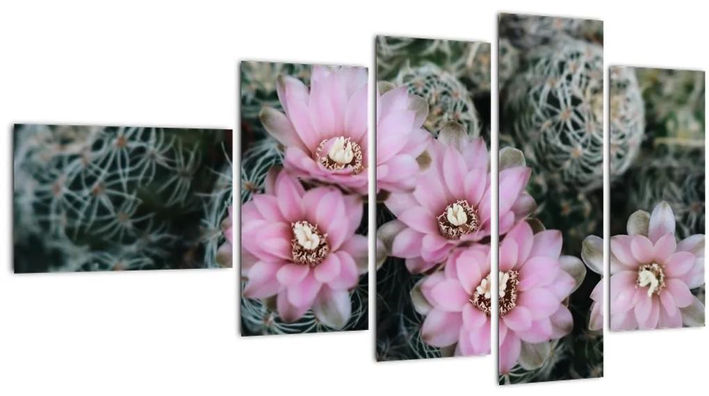Obraz květ kaktusu (110x60 cm), 40 dalších rozměrů