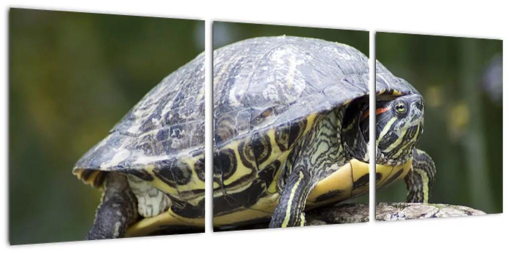 Obraz suchozemské želvy