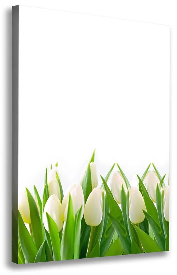 Wallmuralia Foto-obraz canvas do obýváku Bílé tulipány 70x100 cm