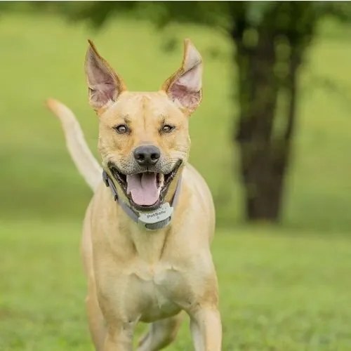 PetSafe® Elektrický ohradník pro psy Classic