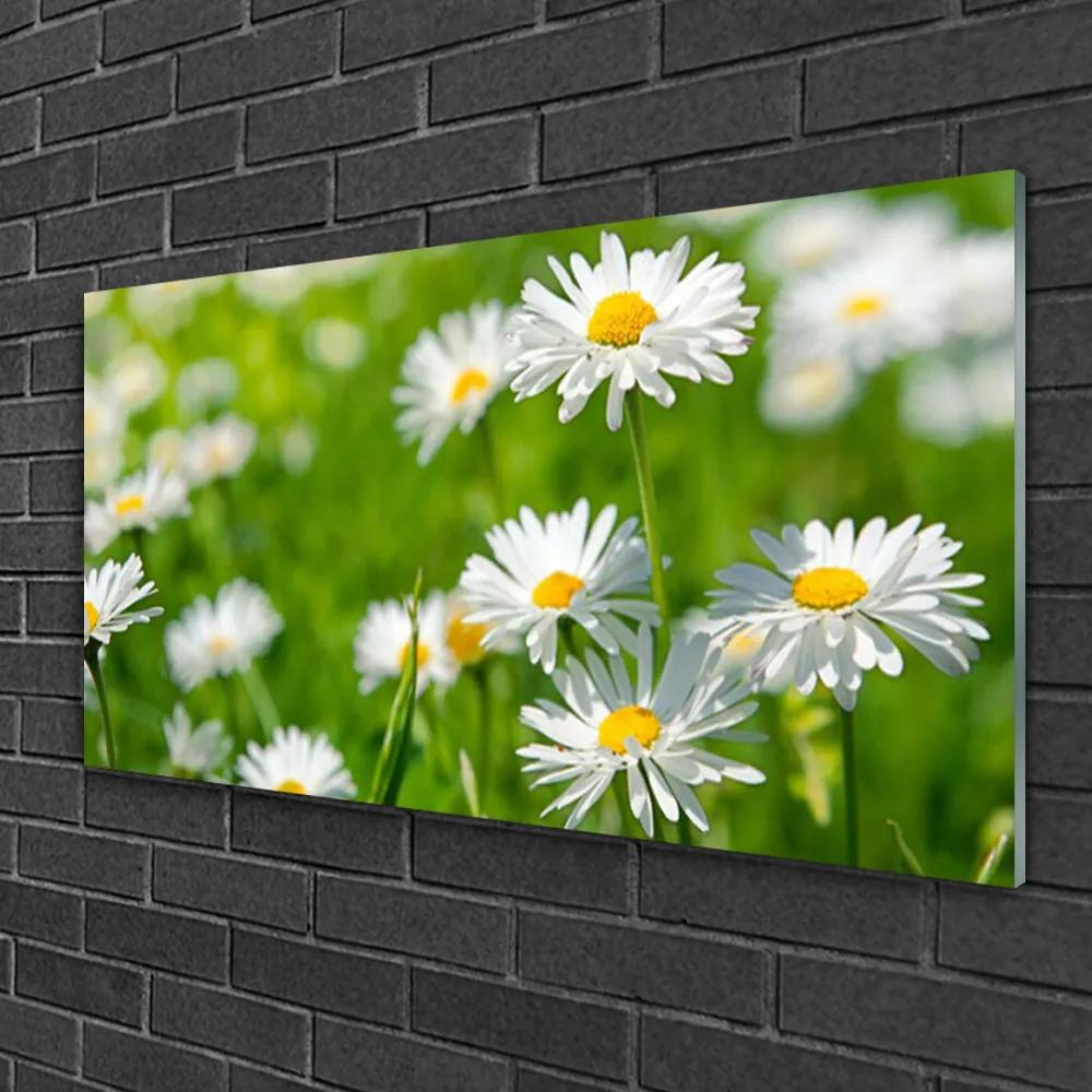 Obraz na skle Sedmikráska Květ Rostlina 125x50 cm