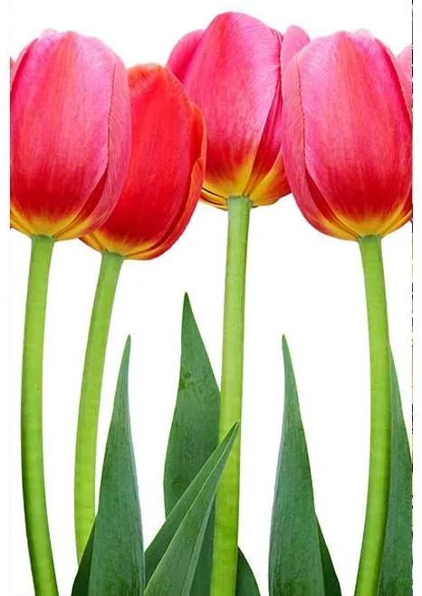 Vliesová fototapeta Tulipány 150 x 250 cm + lepidlo zdarma / MS-2-0126 vliesové fototapety na zeď DIMEX