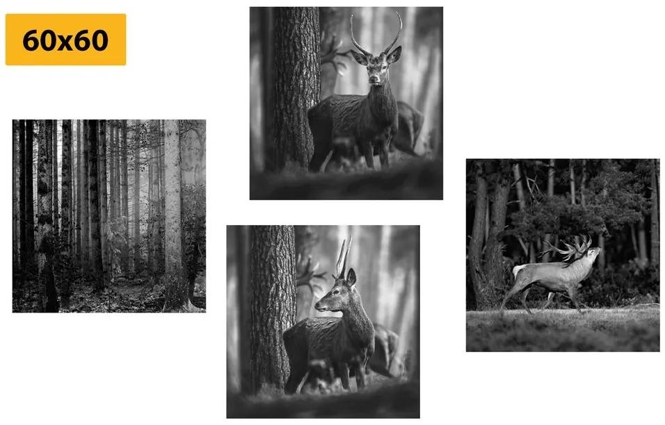 Set obrazů lesní zvířata v černobílém provedení - 4x 40x40 cm