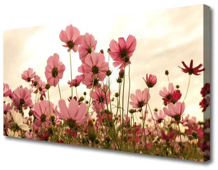 Obraz na plátně Polní Květiny Louka Příroda 100x50cm