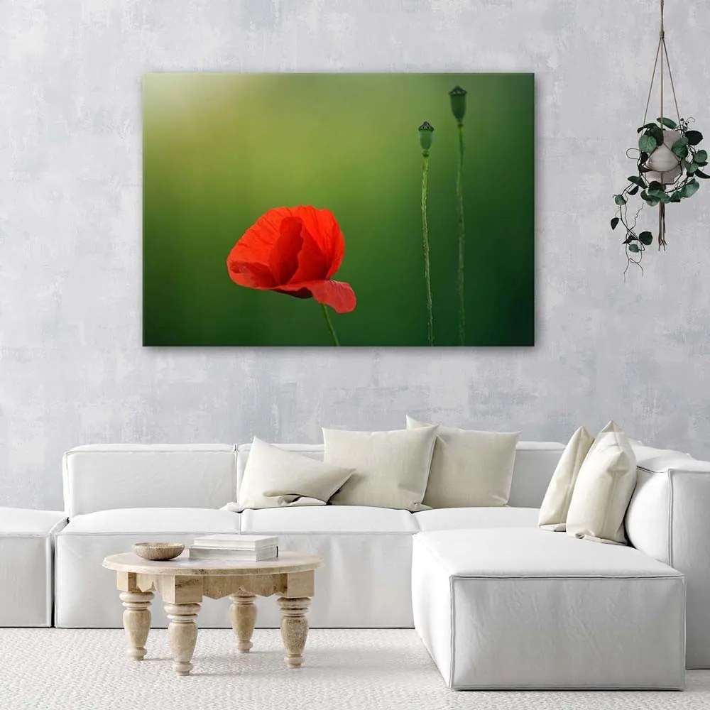 Gario Obraz na plátně Mák na zeleném pozadí Rozměry: 60 x 40 cm