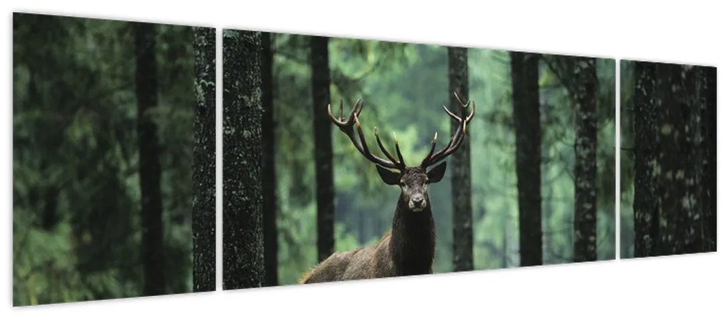 Obraz - Jelen v hlubokém lese (170x50 cm)