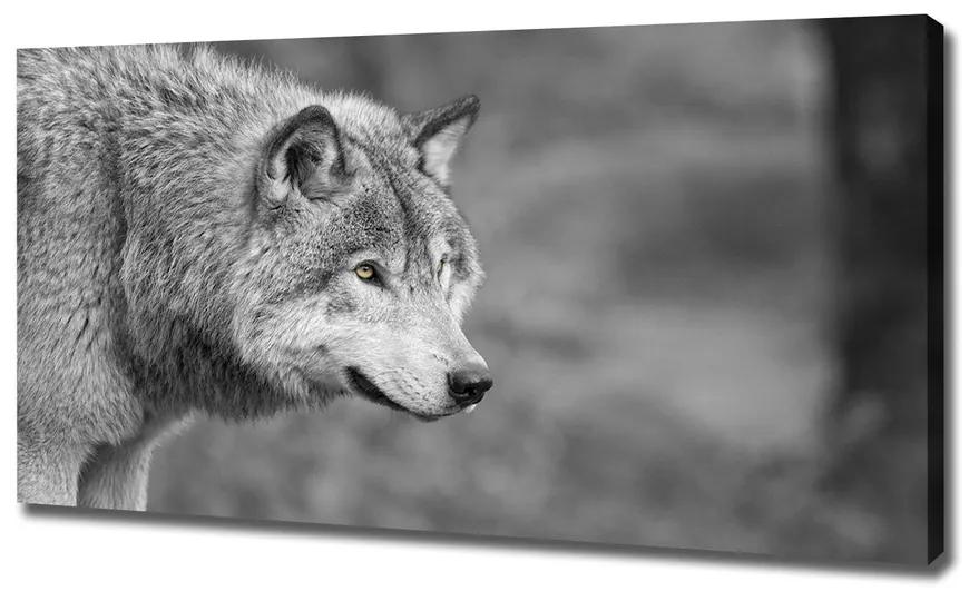 Wallmuralia Foto obraz canvas Šedý vlk 120x60 cm