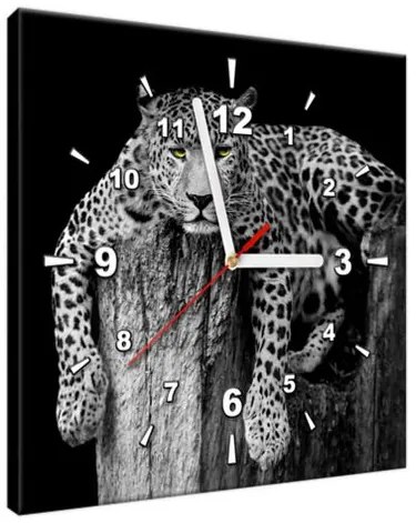 Tištěný obraz s hodinami Leopard na stromě 30x30cm ZP2343A_1AI