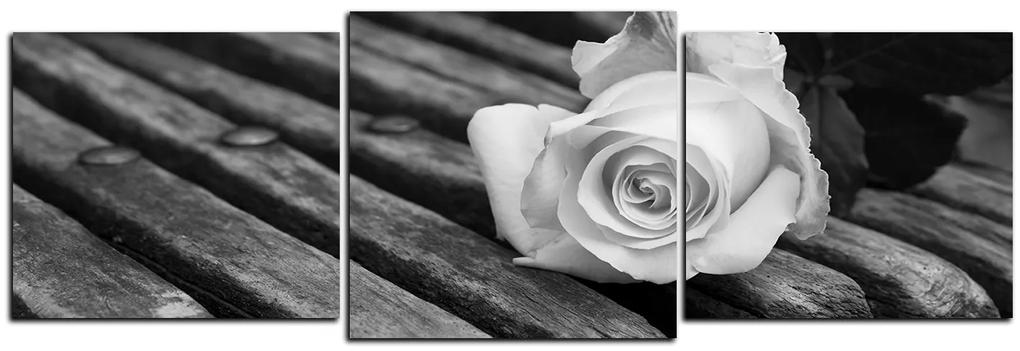 Obraz na plátně - Bílá růže na lavici - panoráma 5224QD (90x30 cm)