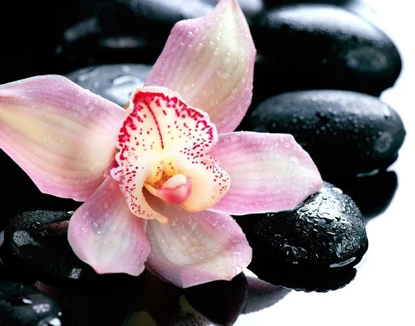 Fototapeta exotická orchidej - 225x150 cm