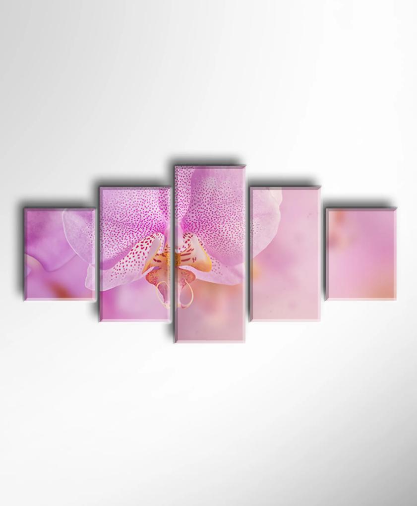 Malvis ® Obraz rozkvetlá orchidej ROZMĚR (šířka x výška): pětidílný obdélník 200x90 cm
