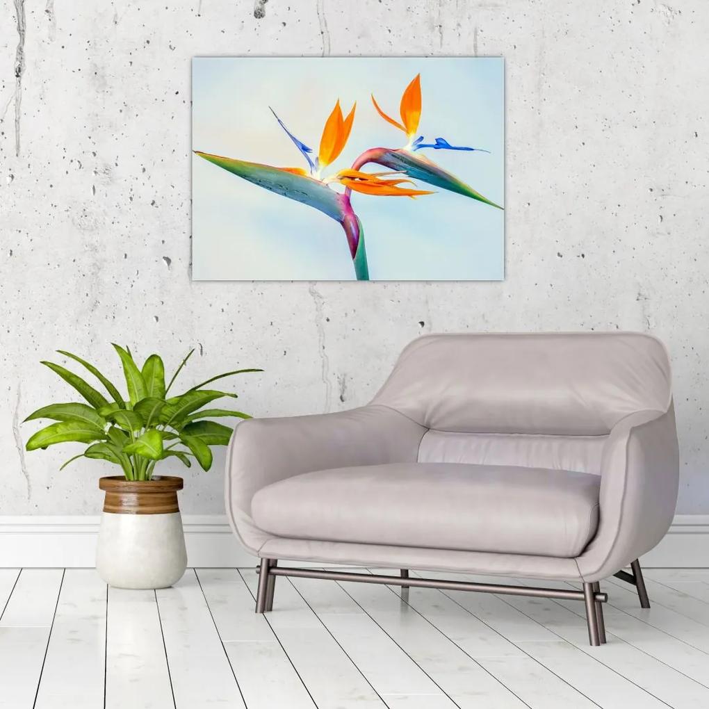 Skleněný obraz květu Strelície (70x50 cm)