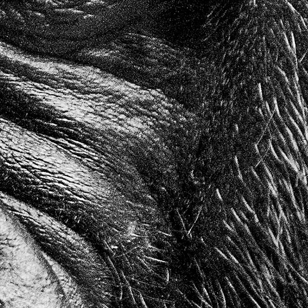 Malvis Tapeta Černobílá gorila Vel. (šířka x výška): 144 x 105 cm