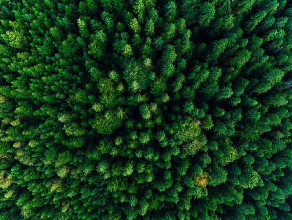 Vícedílný obraz Letecký Pohled Na Zelený Les Nedostatek Nedostatek Přírodní plátno 120x90