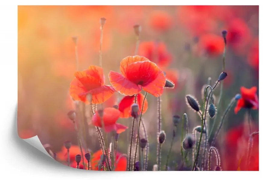 Fototapeta Poppy Field Hladký vinyl 315x210