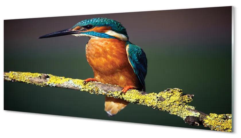 akrylový obraz Barevný pták na větvi 120x60 cm