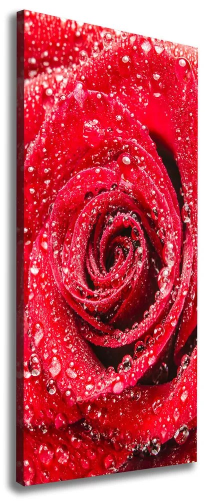 Wallmuralia Foto obraz na plátně Červená růže 50x125 cm