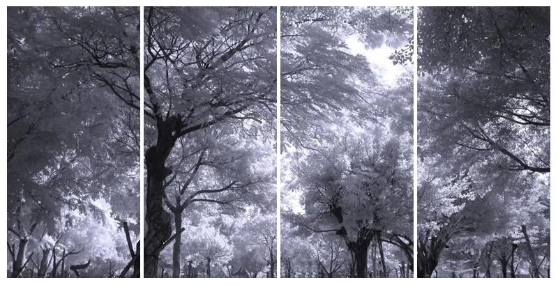 Černobílý obraz stromů  (160x80 cm), 40 dalších rozměrů
