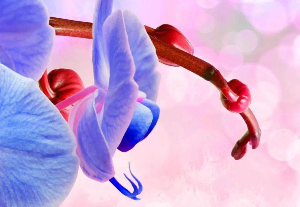 Malvis ® Vícedílný obraz - Modrá orchidej Velikost: 90x60 cm