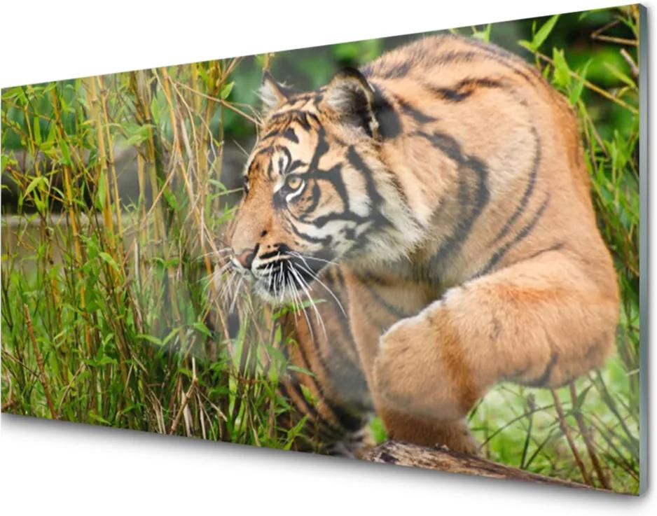 Plexisklo obraz Skleněný Tygr Zvířata