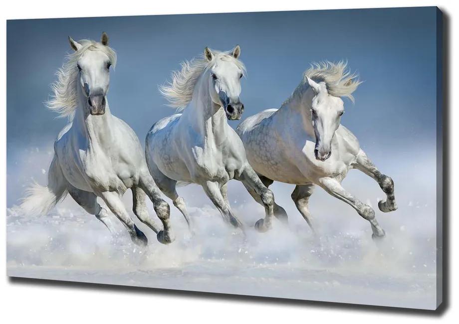 Wallmuralia Foto obraz na plátně Koně ve cvalu 100x70 cm