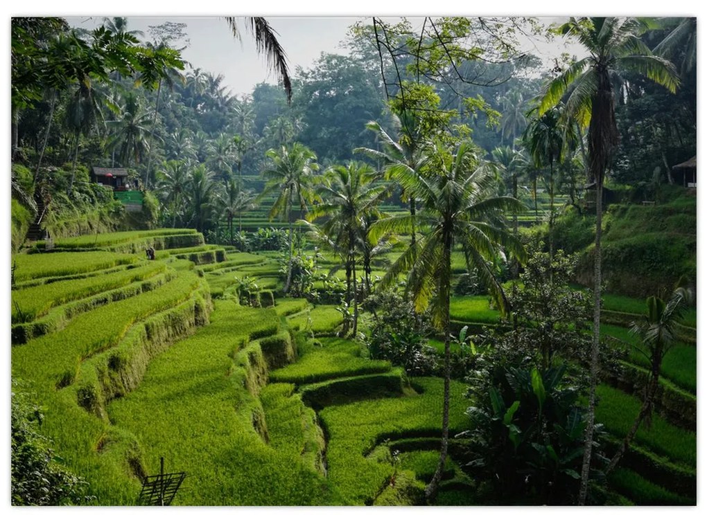 Skleněný obraz rýžových teras Tegalalang, Bali (70x50 cm)