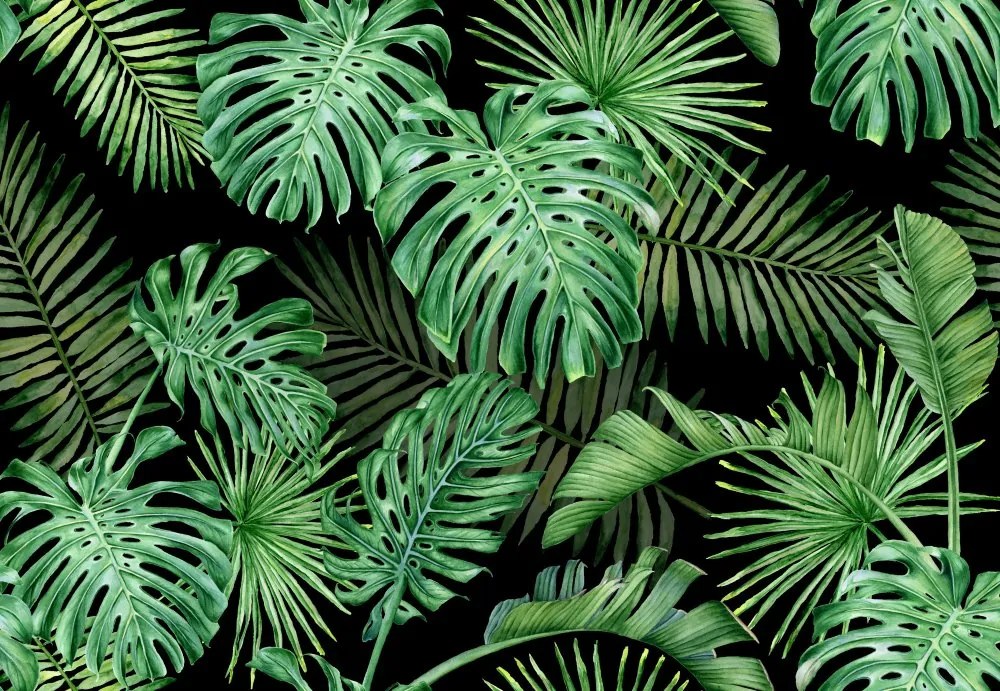 Fototapeta Monstera Odchází Hladký vinyl 254x184