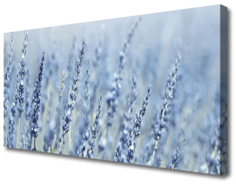 Obraz na plátně Květiny Klasy Louka Příroda 120x60 cm