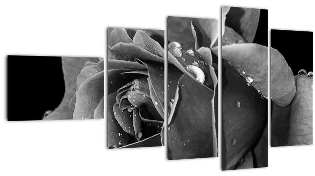 Obraz růže - černobíla (110x60 cm), 40 dalších rozměrů