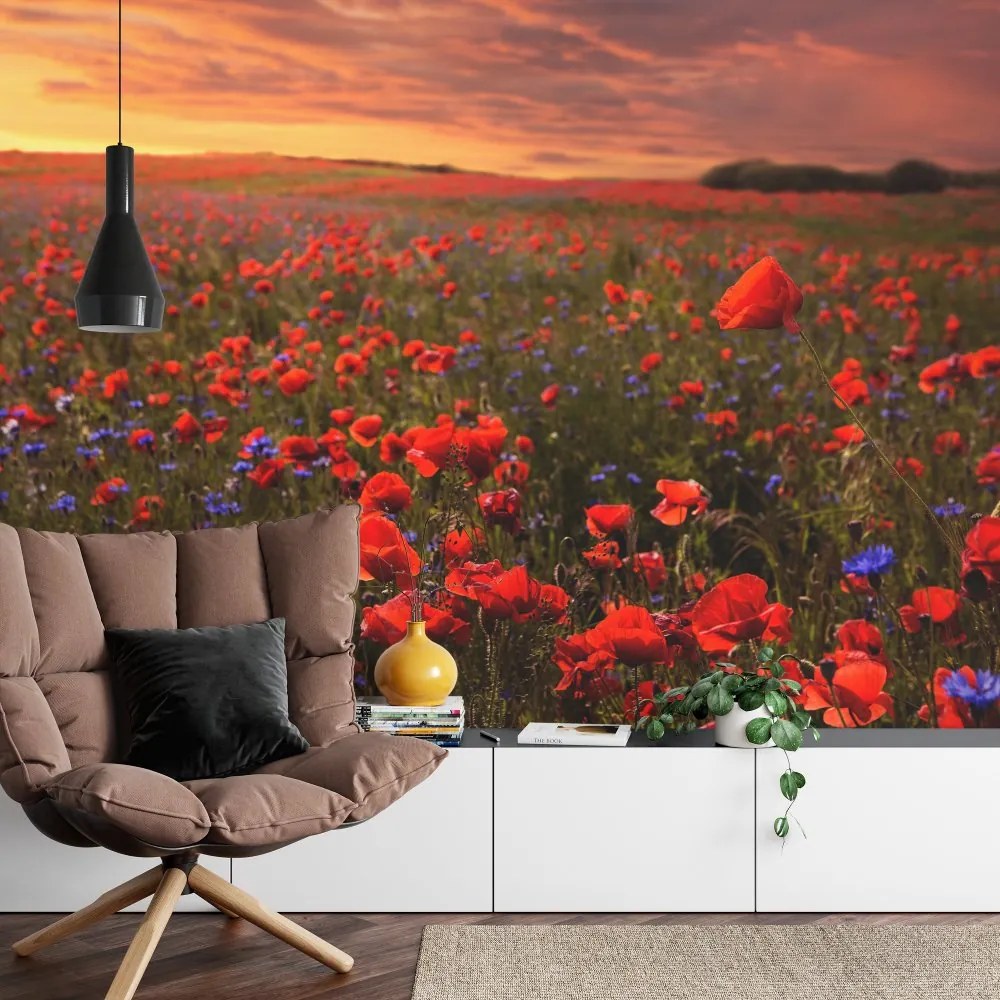 Fototapeta Poppy Field Hladký vinyl 254x184