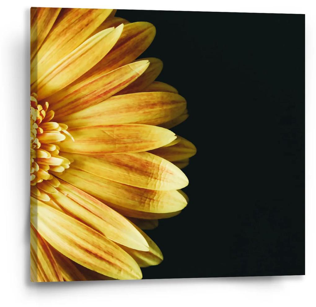 Obraz SABLIO - žlutá gerbera 50x50 cm