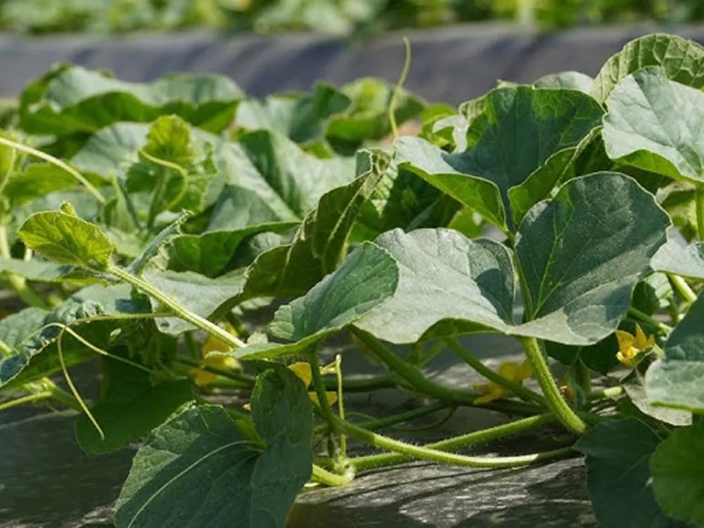 DIVODV Hustá černá agrovlákna 50 g, 1 x 30 m – protiplevelová izolace, mulčovací rohož